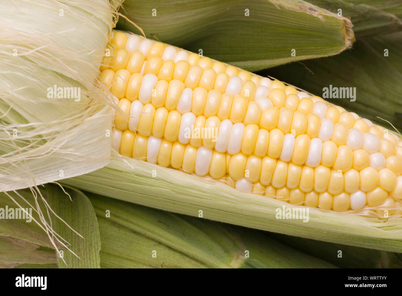 Macro photography of fresh corn on the cob, showing fully developed ...
