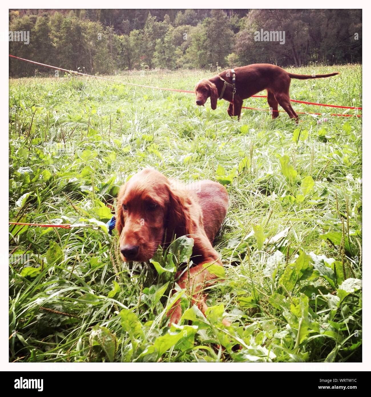 Dogs in field hi-res stock photography and images - Alamy