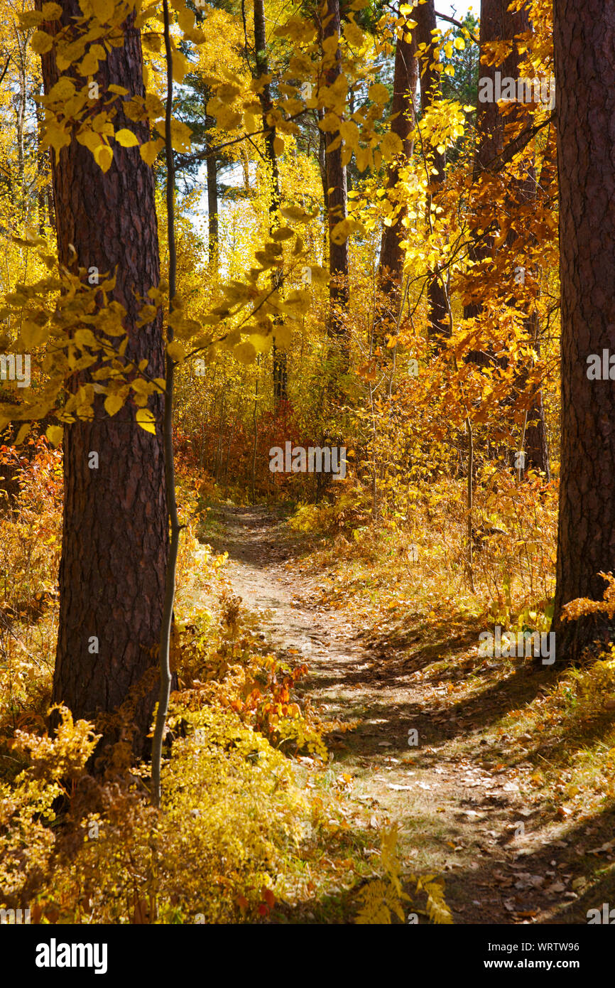 Foot path through golden color autumn woods. Vertical photography Stock ...