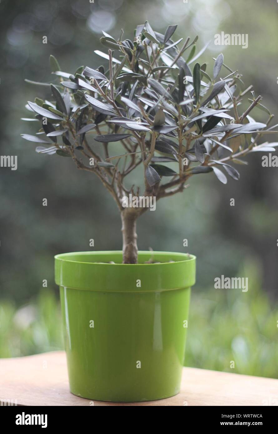 Olive tree pot hi-res stock photography and images - Alamy