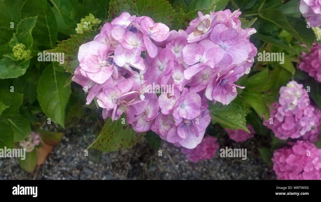 Purple heart flowers hi-res stock photography and images - Alamy