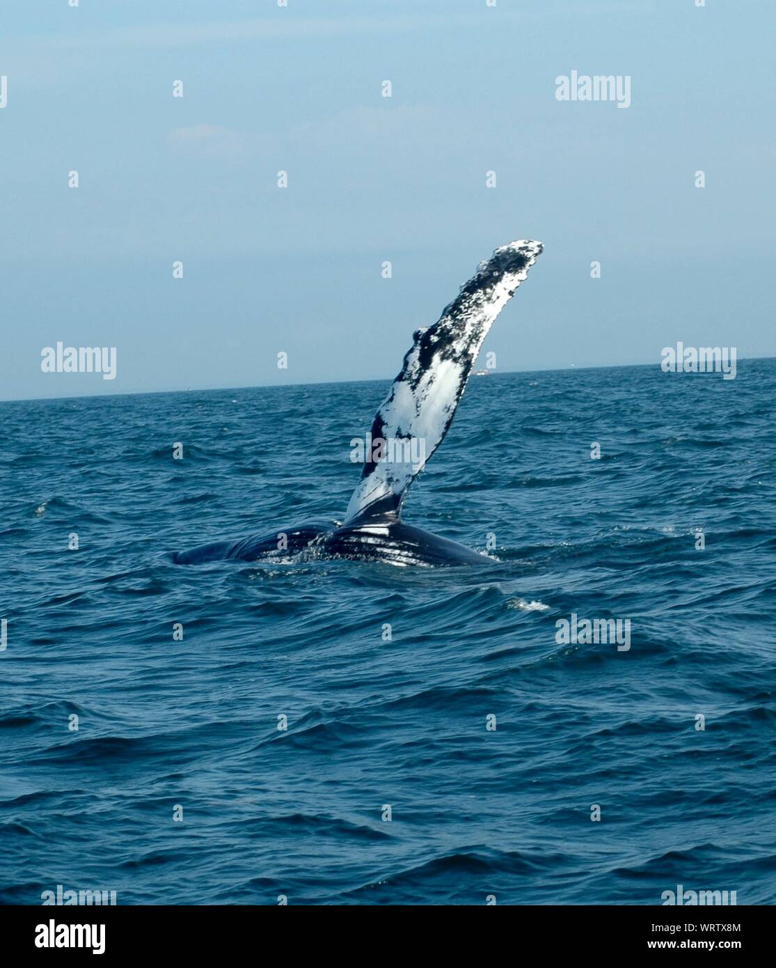 Whale breaching hi-res stock photography and images - Alamy