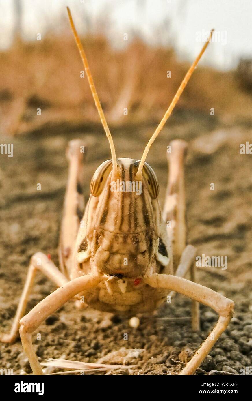 Locust sitting hi-res stock photography and images - Alamy