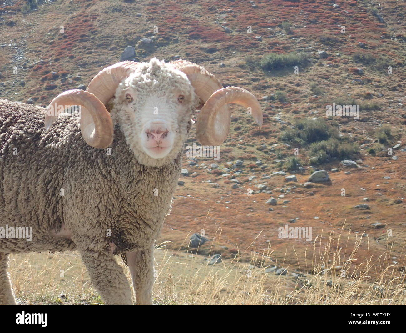 Spiral horned sheep hi-res stock photography and images - Alamy