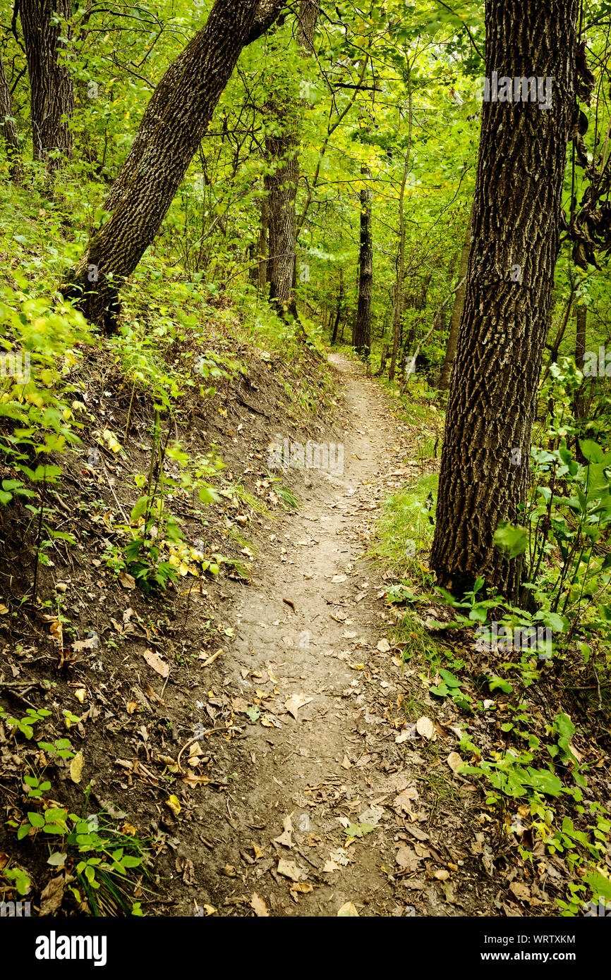 Foot path into the woods hi-res stock photography and images - Alamy