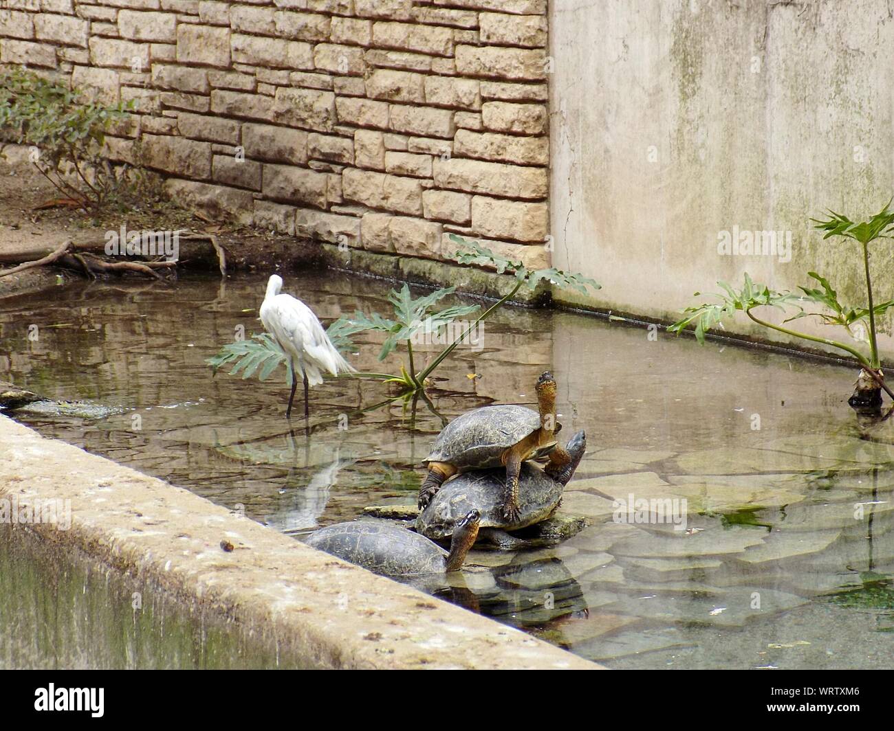 Pond turtle bird hi-res stock photography and images - Alamy