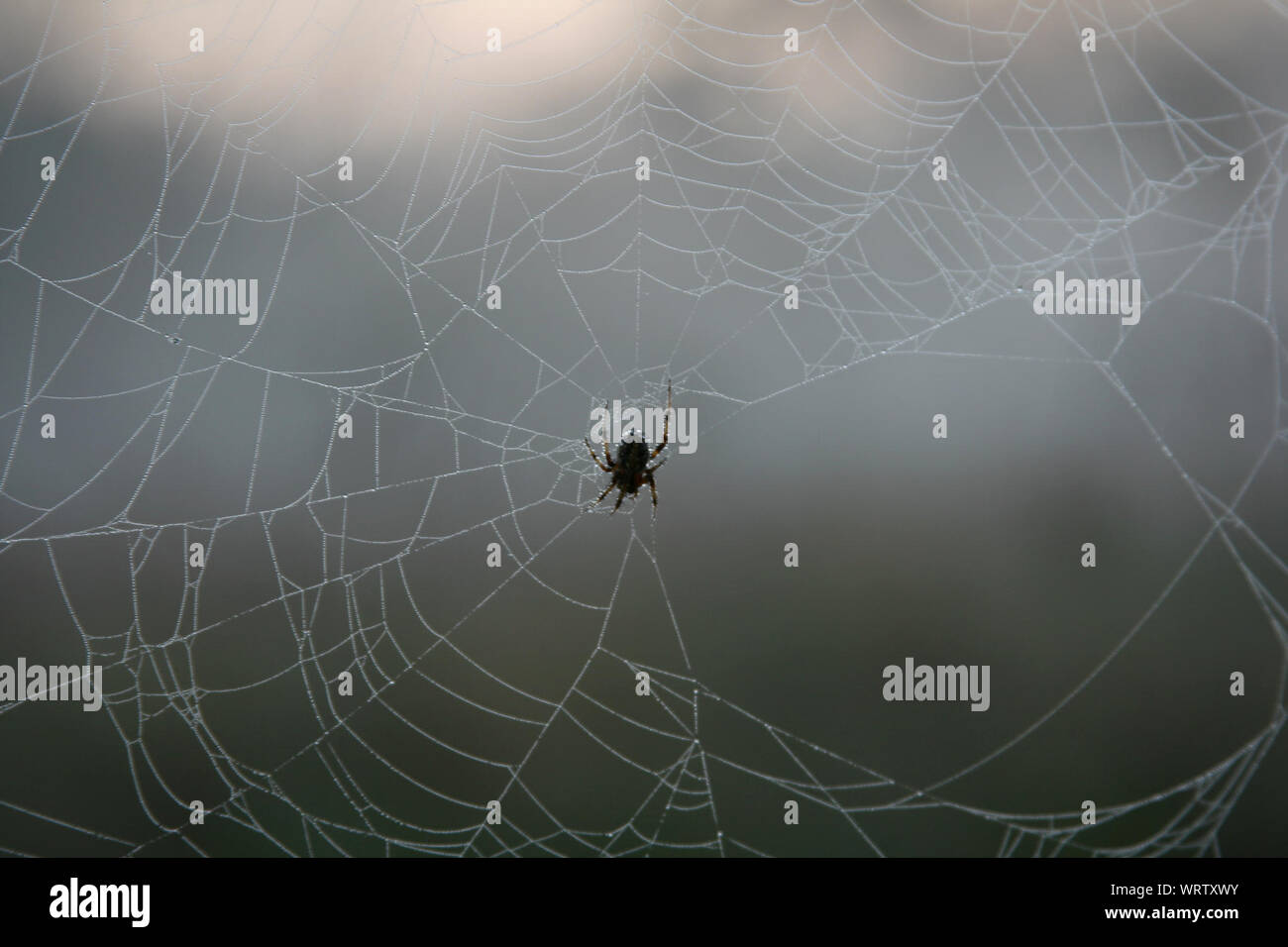 Web making insect hi-res stock photography and images - Alamy