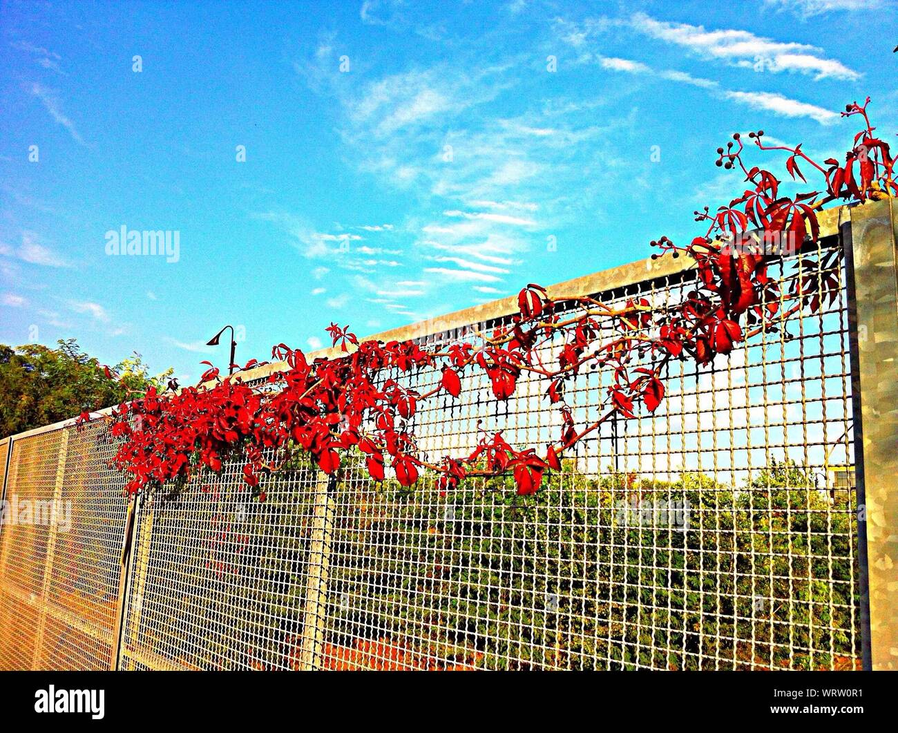 Sky creepers nature hi-res stock photography and images - Alamy