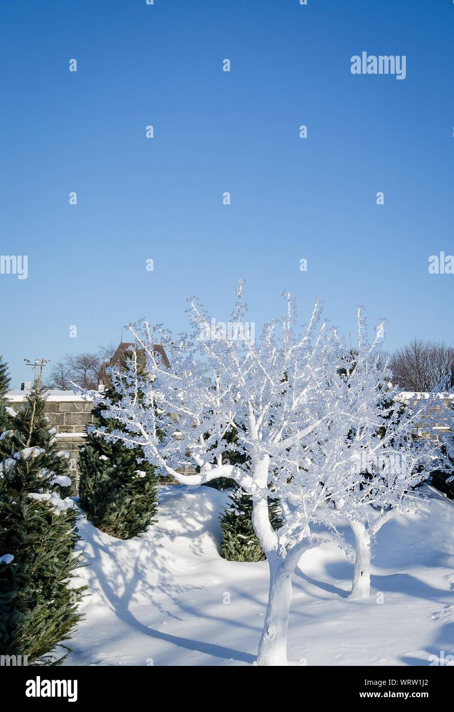 Frozen snowy trees hi-res stock photography and images - Alamy
