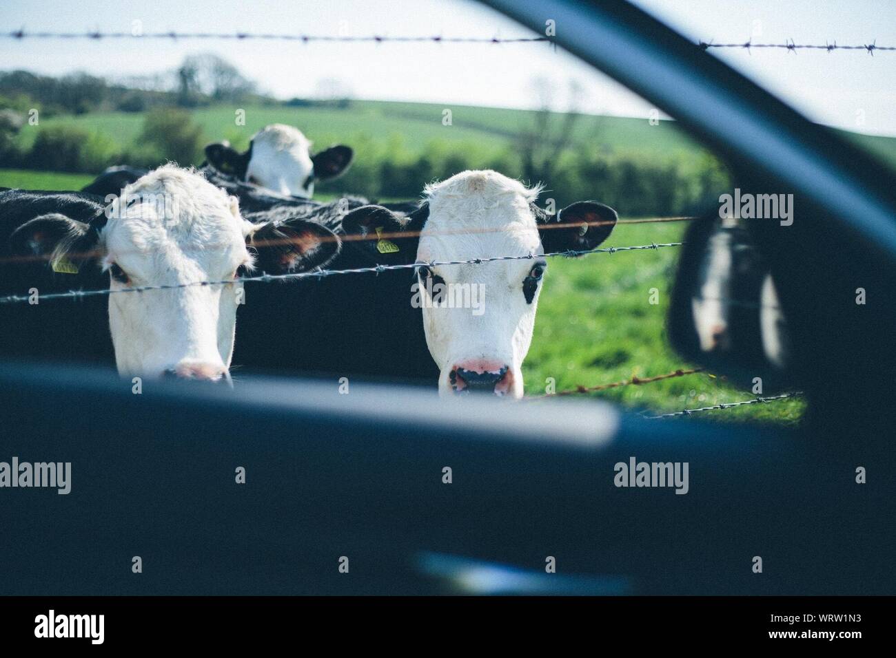 Cows through window hi-res stock photography and images - Alamy