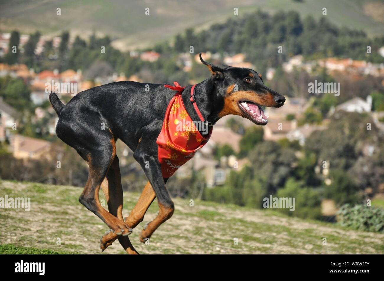 Doberman Running High Resolution Stock Photography and Images - Alamy