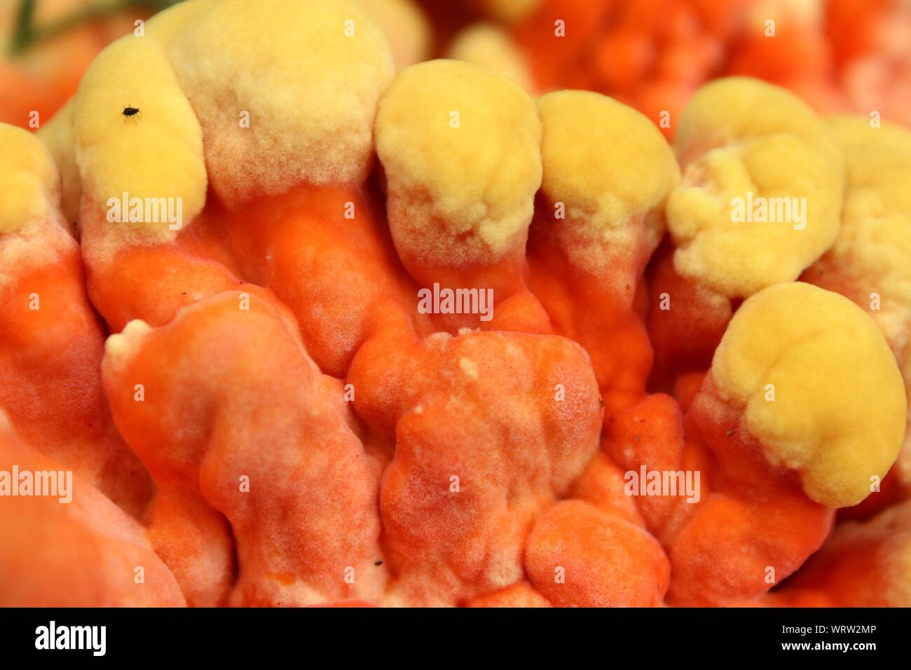 A Close Up Of The Edible Fungus, Chicken Of The Woods Stock Photo - Alamy