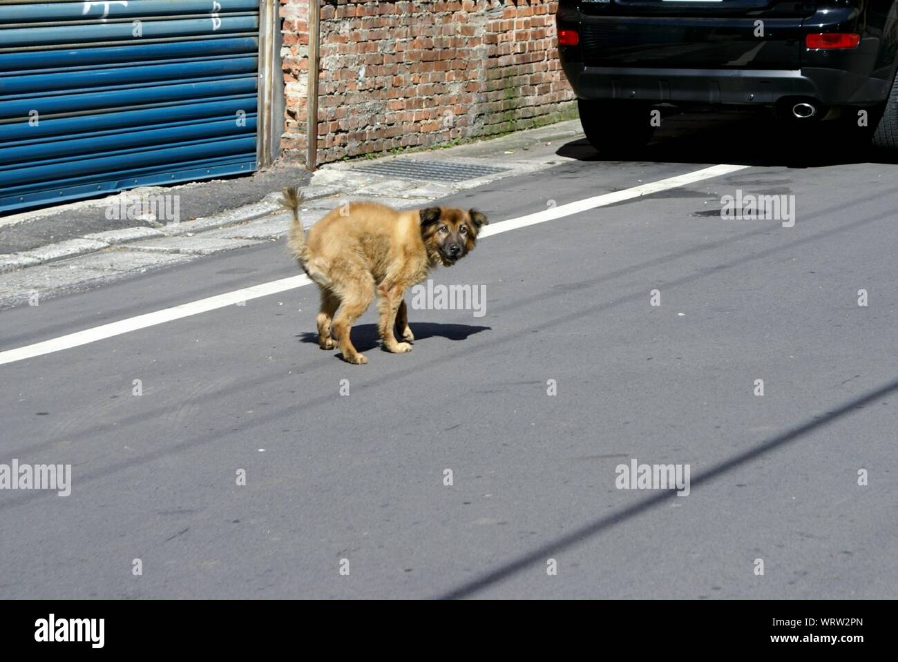 Shutter Dog High Resolution Stock Photography and Images - Alamy