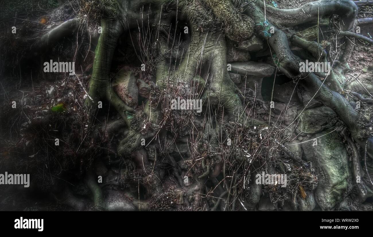 Tangled Roots High Resolution Stock Photography and Images - Alamy