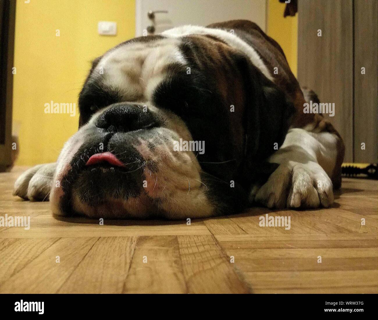 Boxer dog lying down on hi-res stock photography and images - Alamy