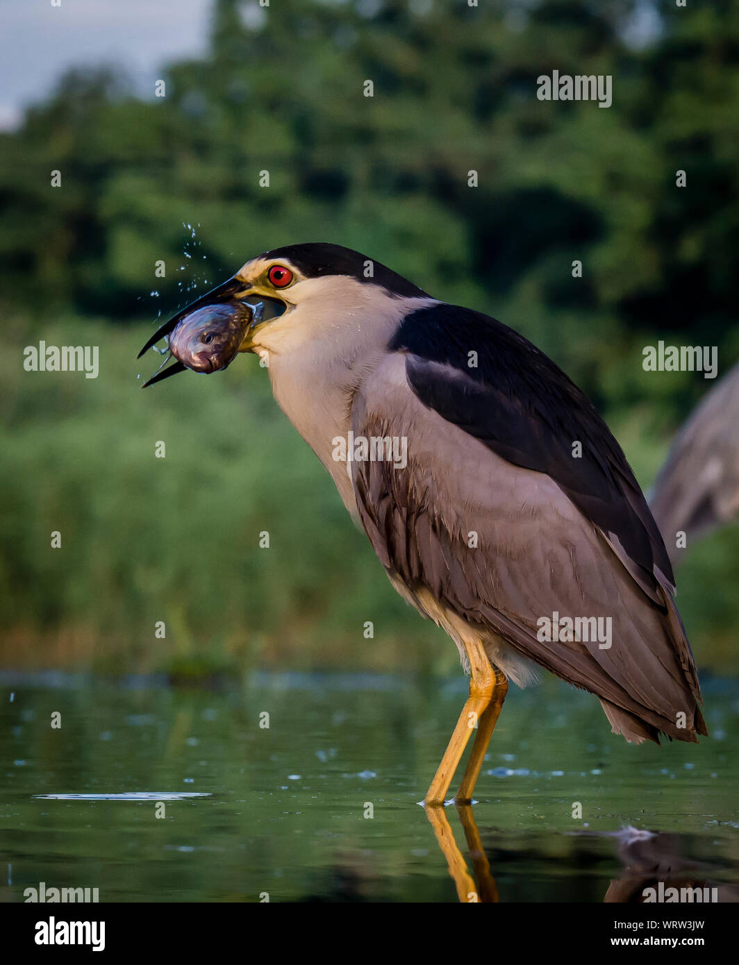 Bird fish in mouth hi-res stock photography and images - Alamy