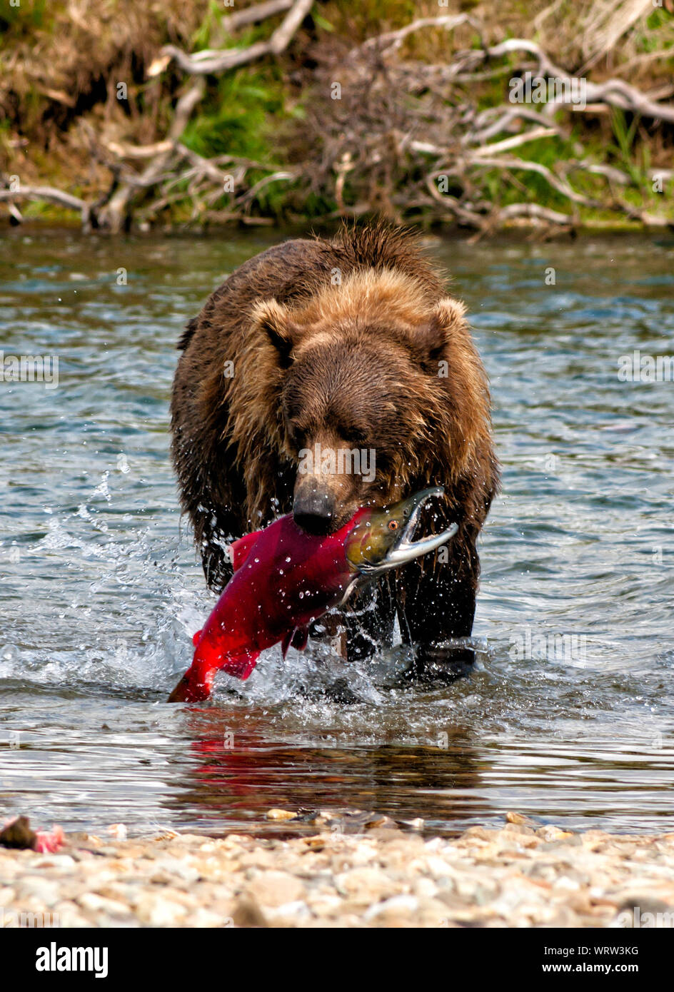 Bear hunting fish hi-res stock photography and images - Alamy
