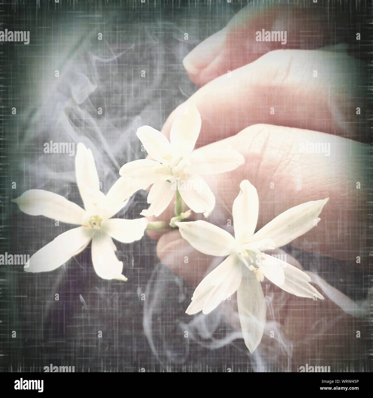 One hand offering flowers hi-res stock photography and images - Alamy