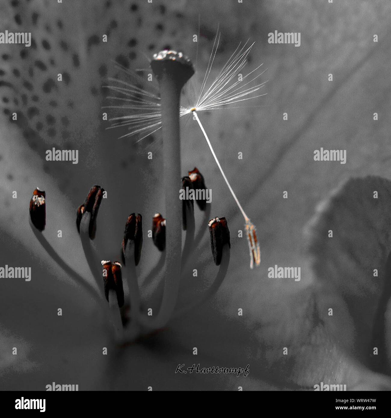 Calyx High Resolution Stock Photography and Images - Alamy