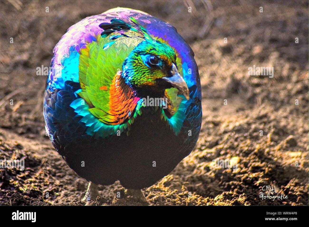 Monal hi-res stock photography and images - Alamy