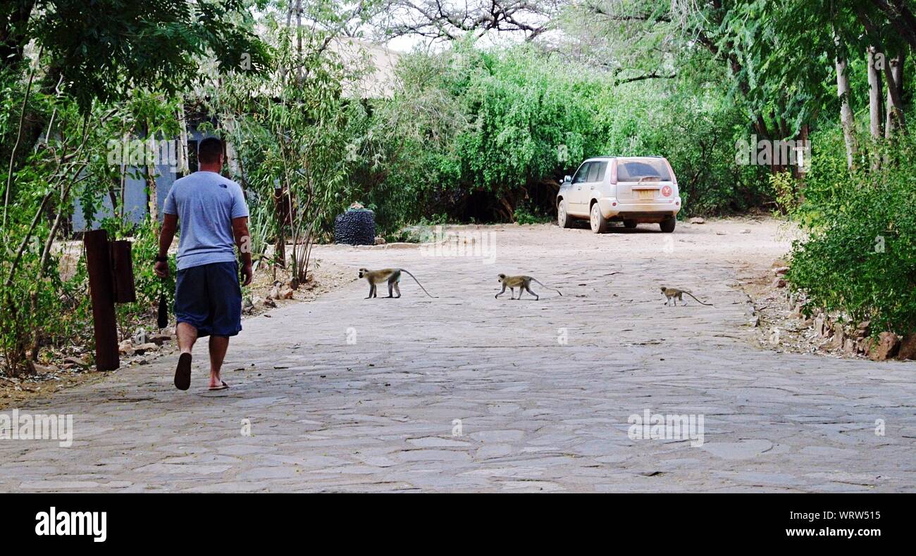 Monkey rear hi-res stock photography and images - Alamy