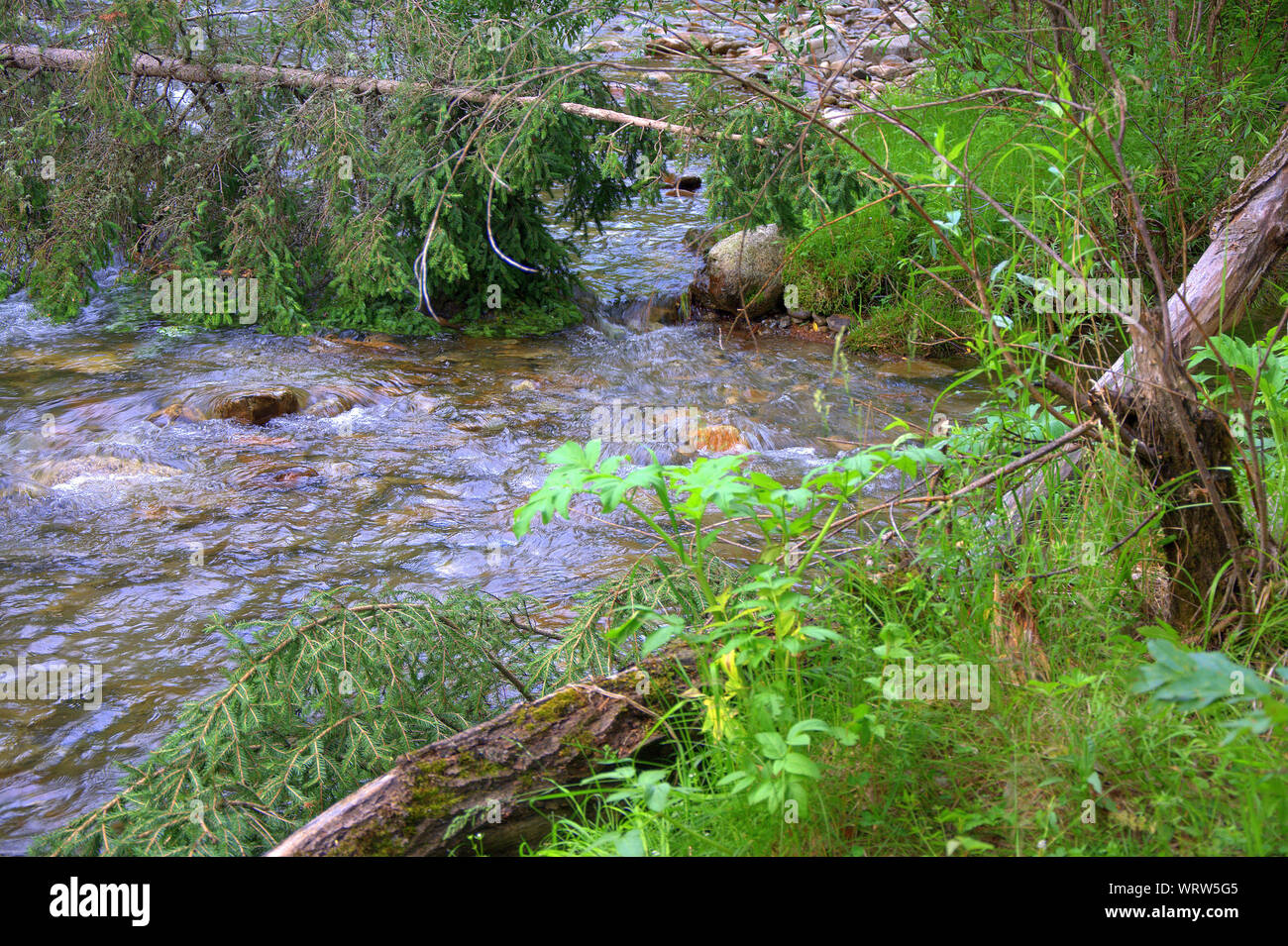 View of the rapid flow of a small mountain river through tree branches ...