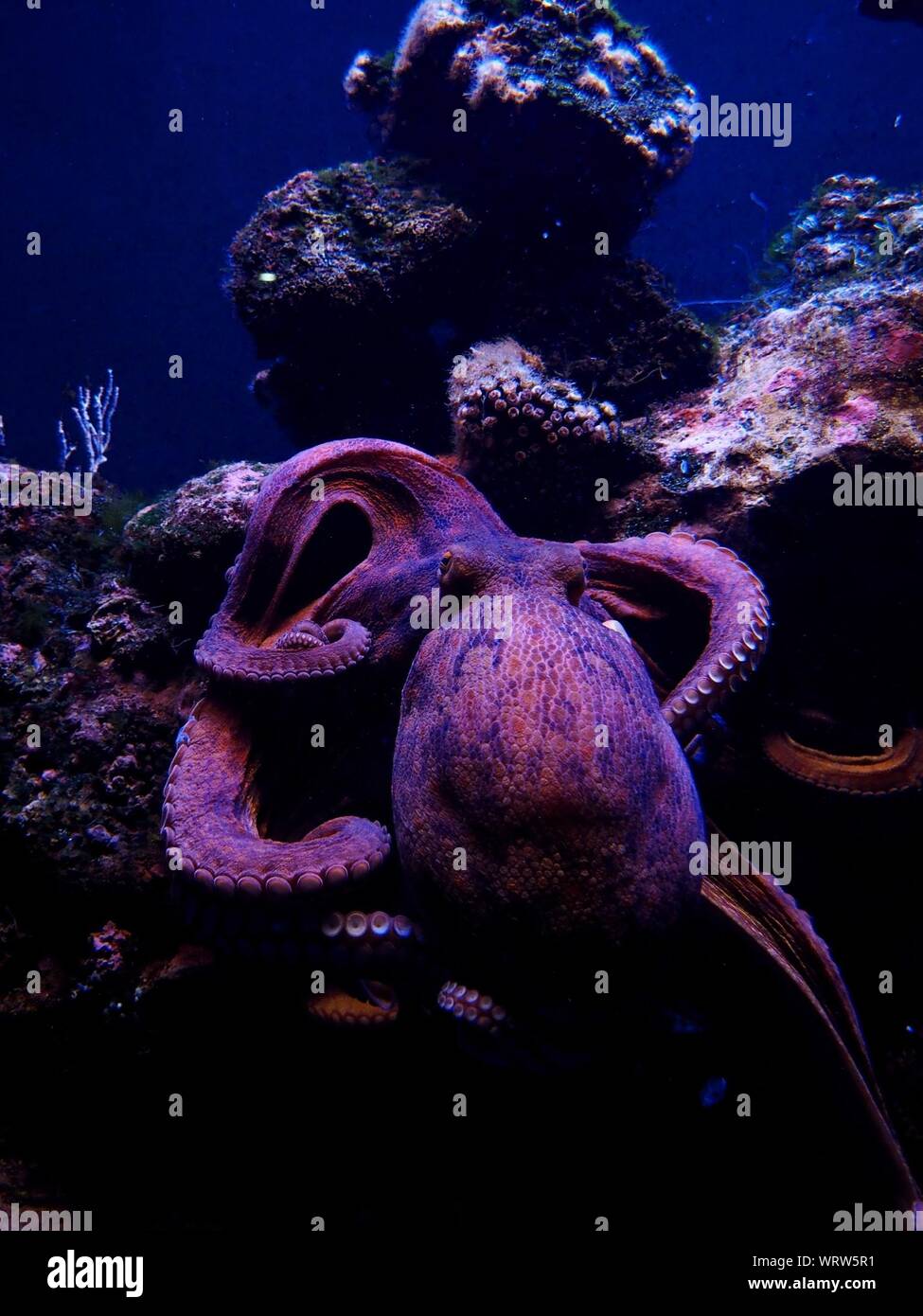 Octopus underwater hi-res stock photography and images - Alamy