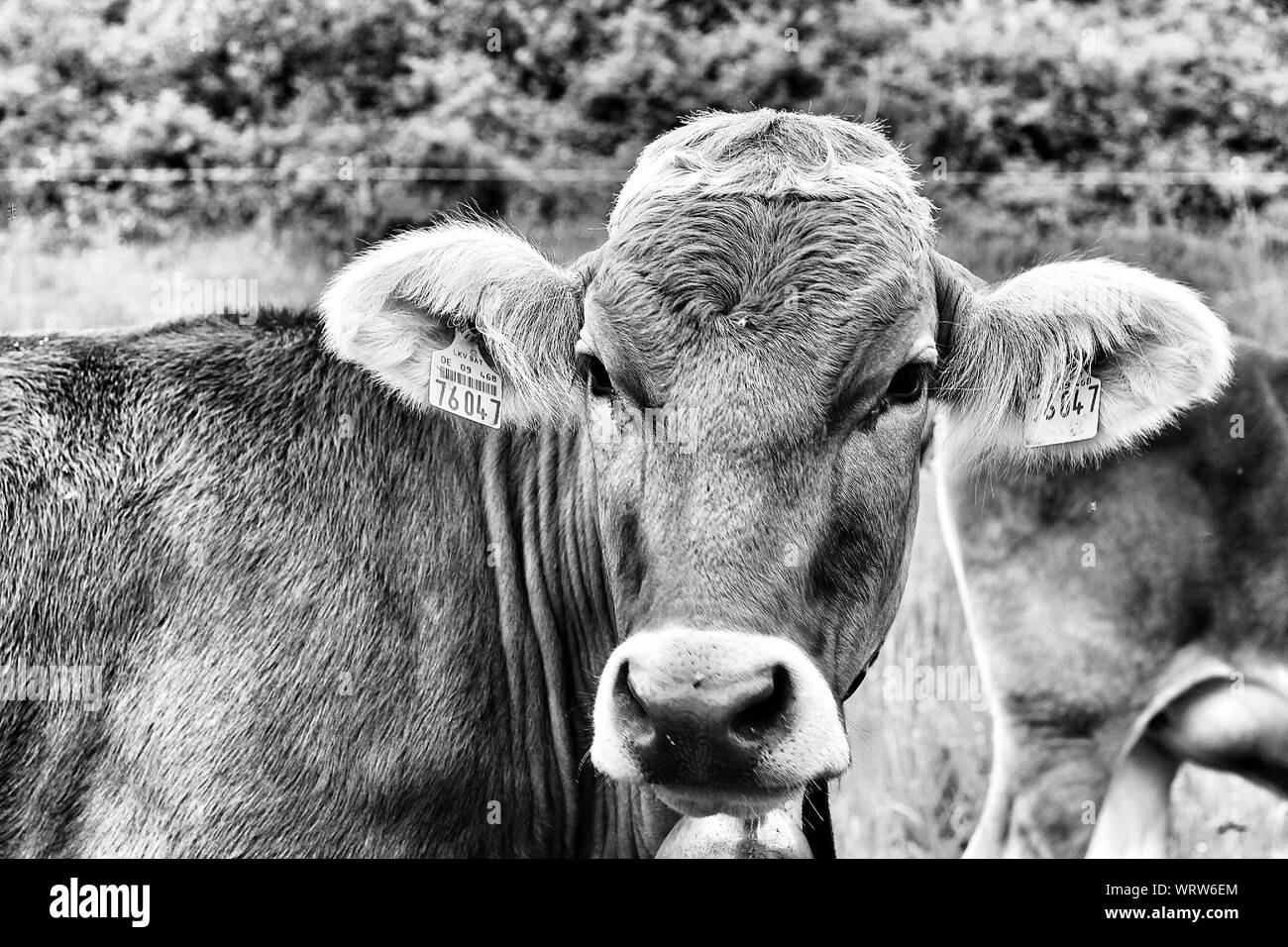 Side view of farm animal animals Black and White Stock Photos & Images ...