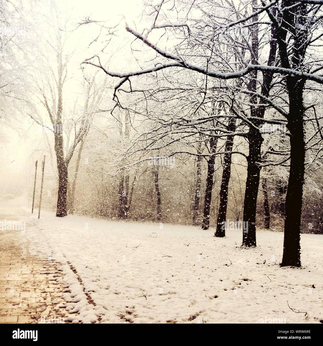 Perspective tree lined walkway hi-res stock photography and images - Alamy