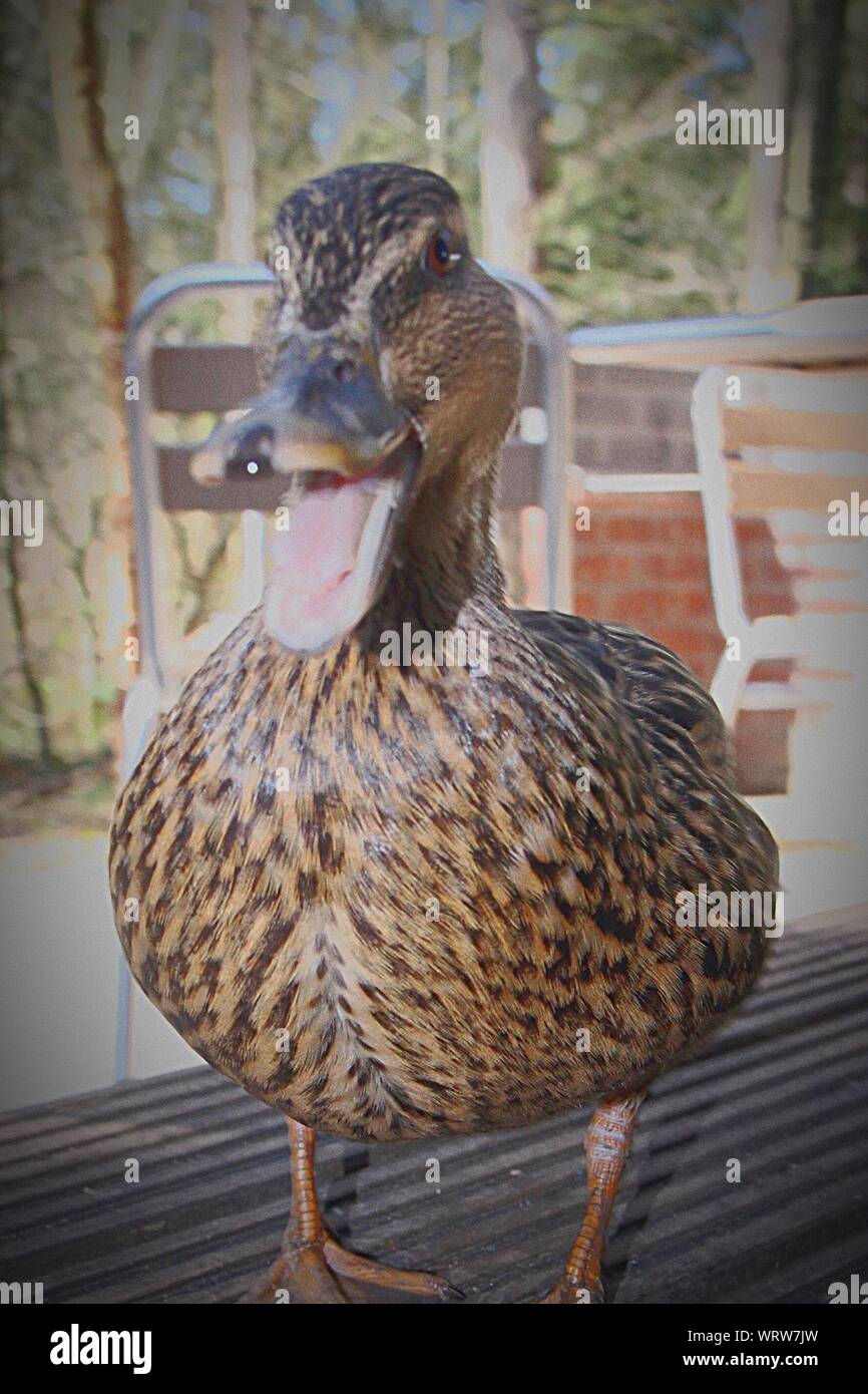 Quacking hi-res stock photography and images - Alamy
