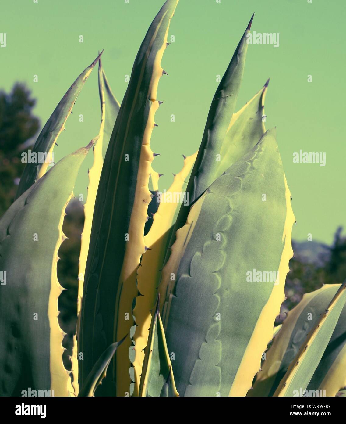 Close up agave plant hi-res stock photography and images - Alamy