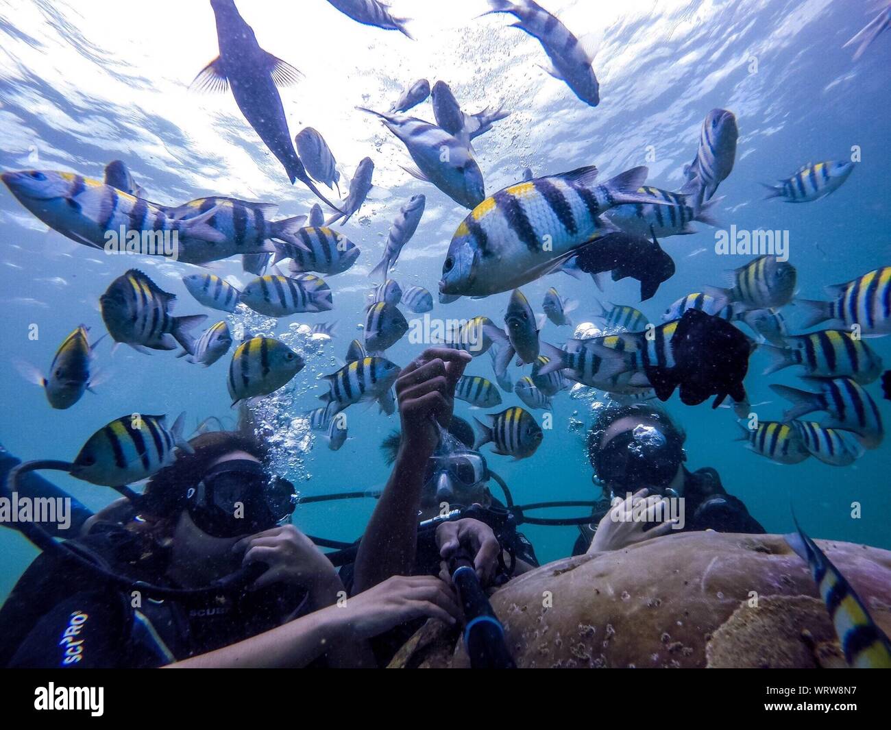 People diving hi-res stock photography and images - Alamy