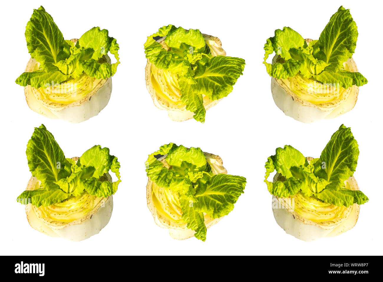 Nappa cabbage, Napa, Chinese Cabbage is growing isolated on white ...