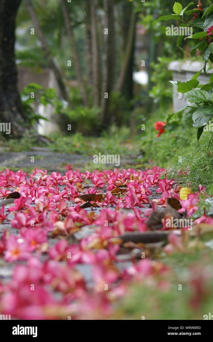 Flowers Falling On Ground High Resolution Stock Photography and Images ...