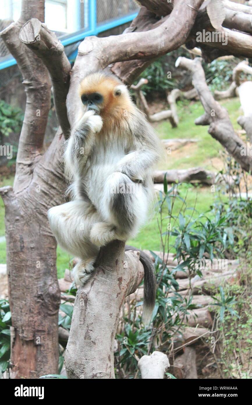 Stump monkey hi-res stock photography and images - Alamy