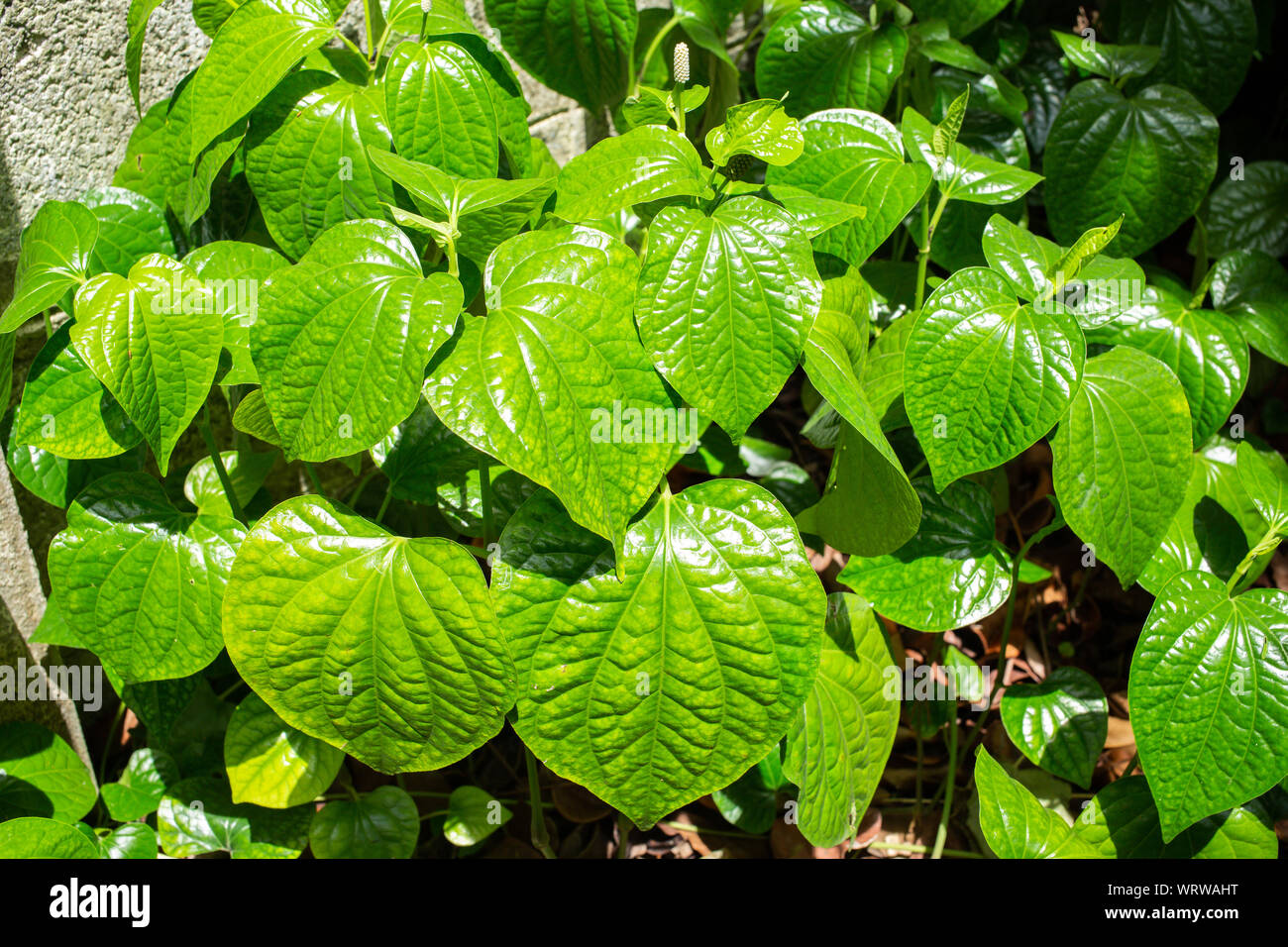 Betel flower hi-res stock photography and images - Alamy