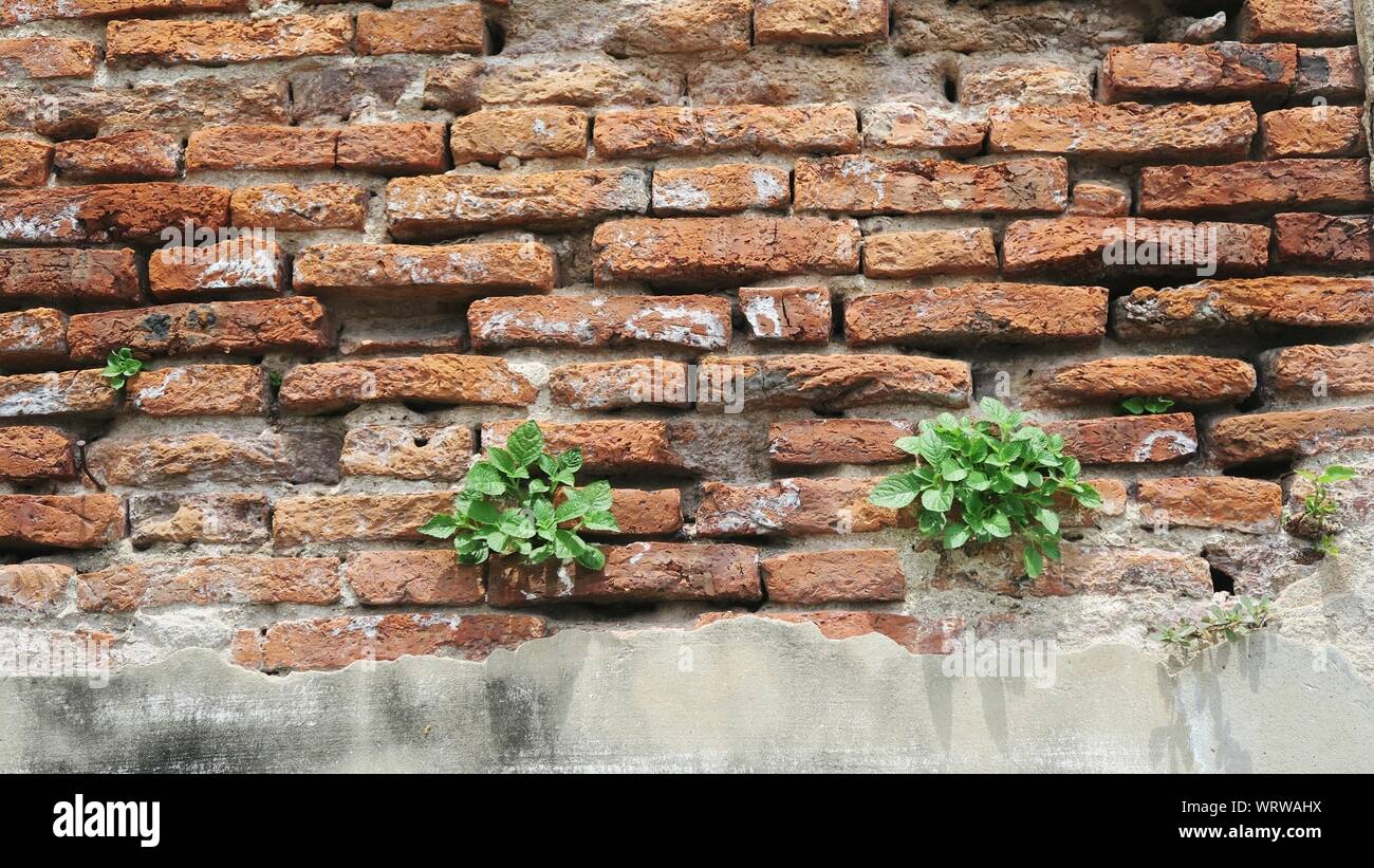 Old Brick Wall Plants Growing High Resolution Stock Photography and ...