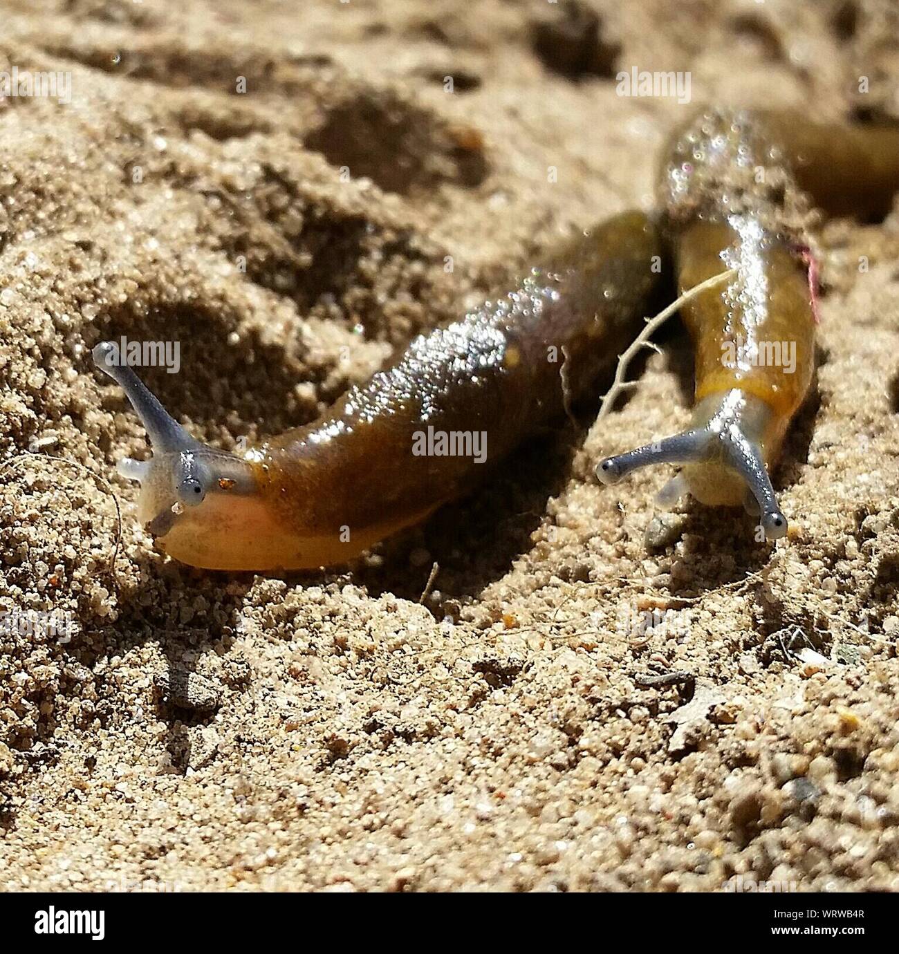 Slugs hi-res stock photography and images - Alamy