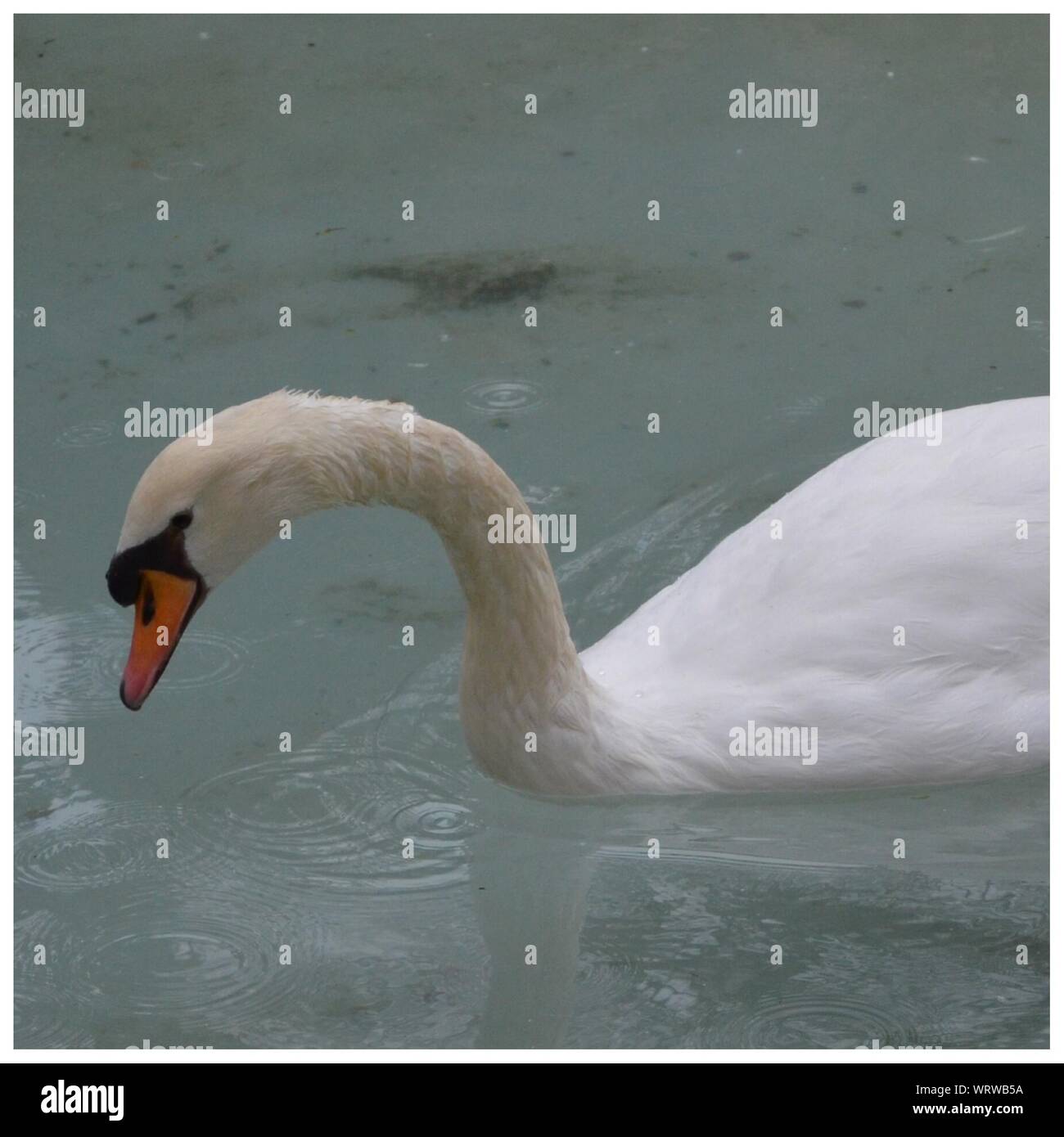 Calm wildlife Cut Out Stock Images & Pictures - Alamy