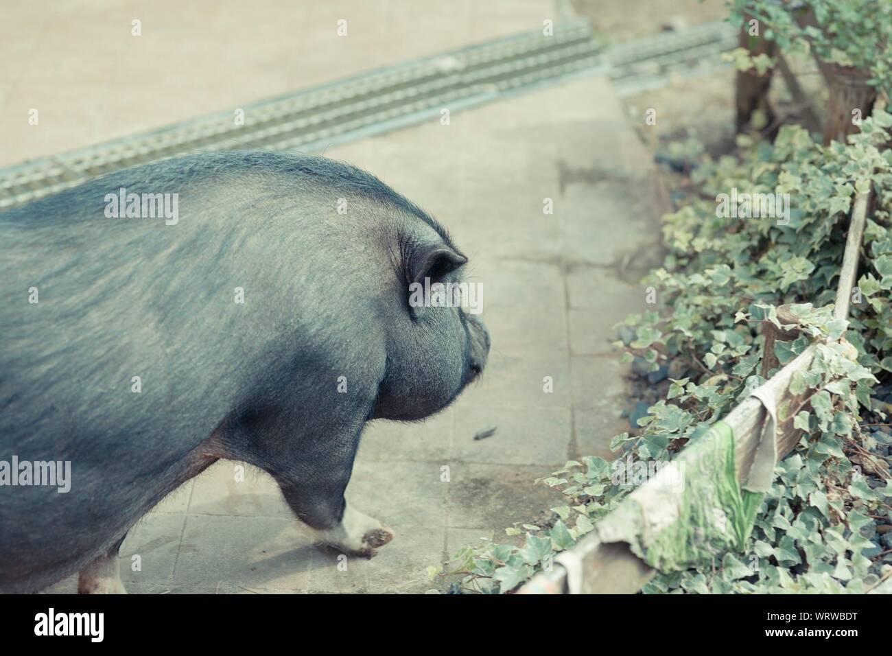Side view animal hi-res stock photography and images - Alamy