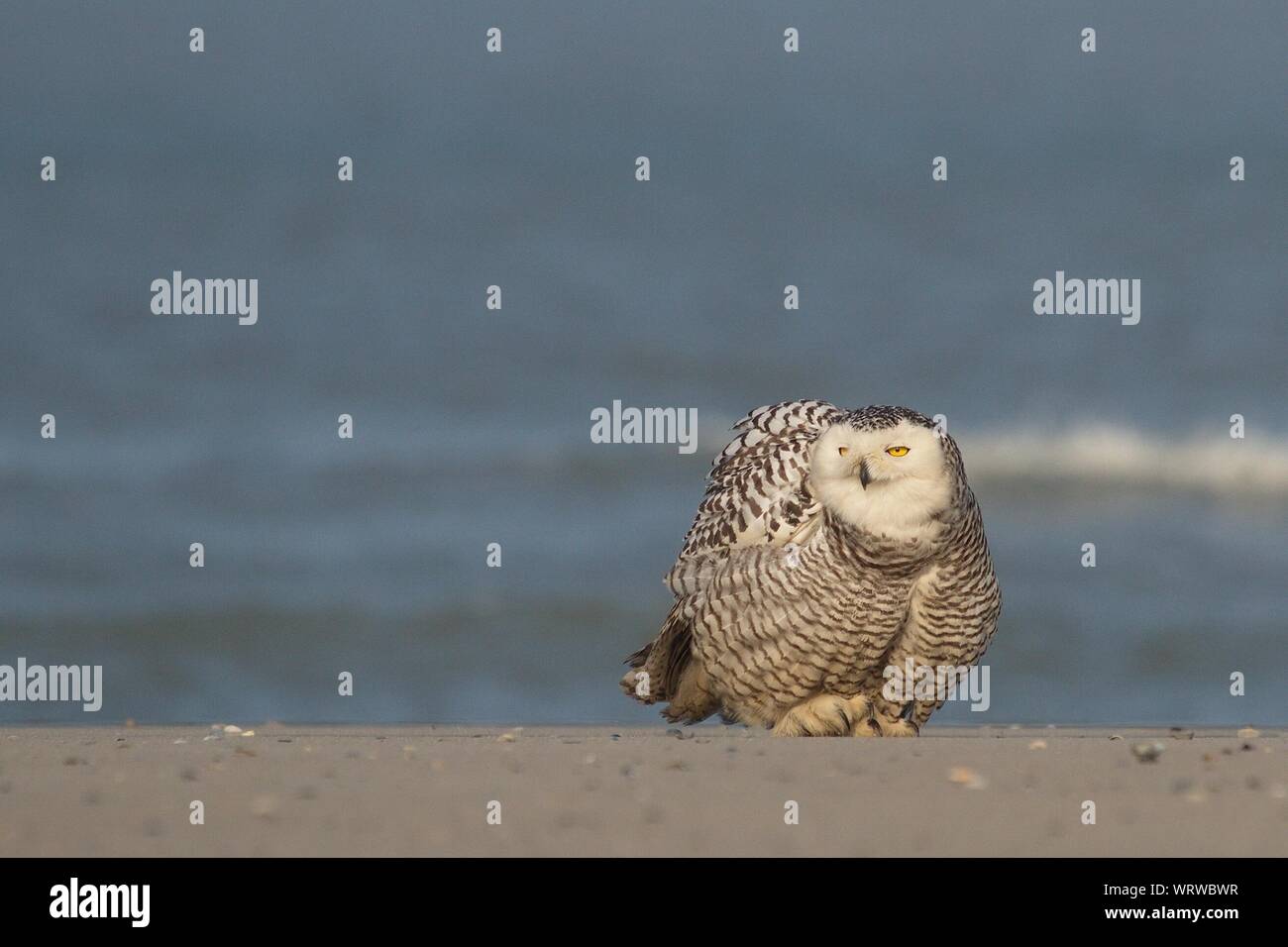 Full Length Of Snowy Owl On Shore At Beach Stock Photo - Alamy