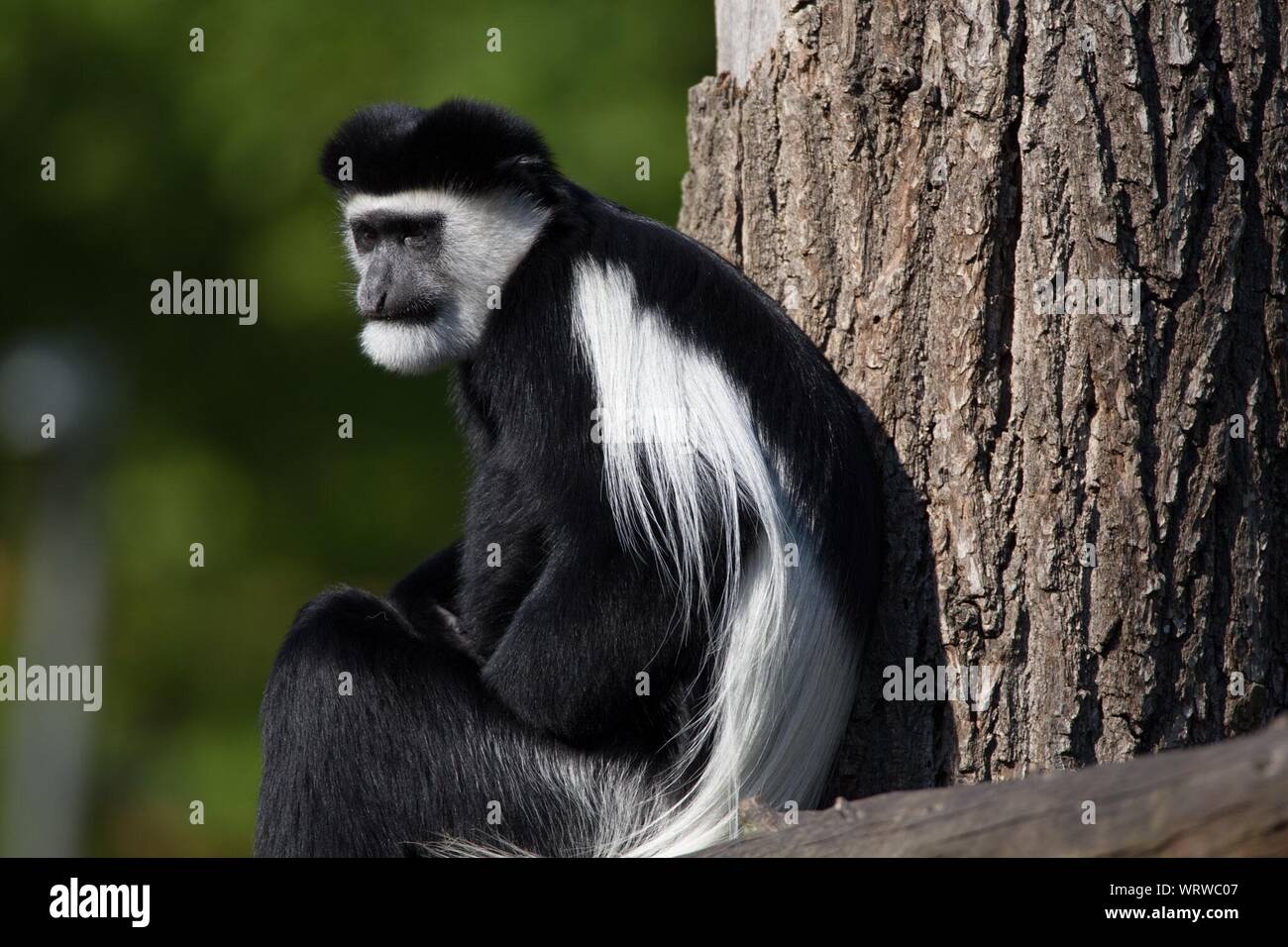 Colobus monkey hi-res stock photography and images - Alamy