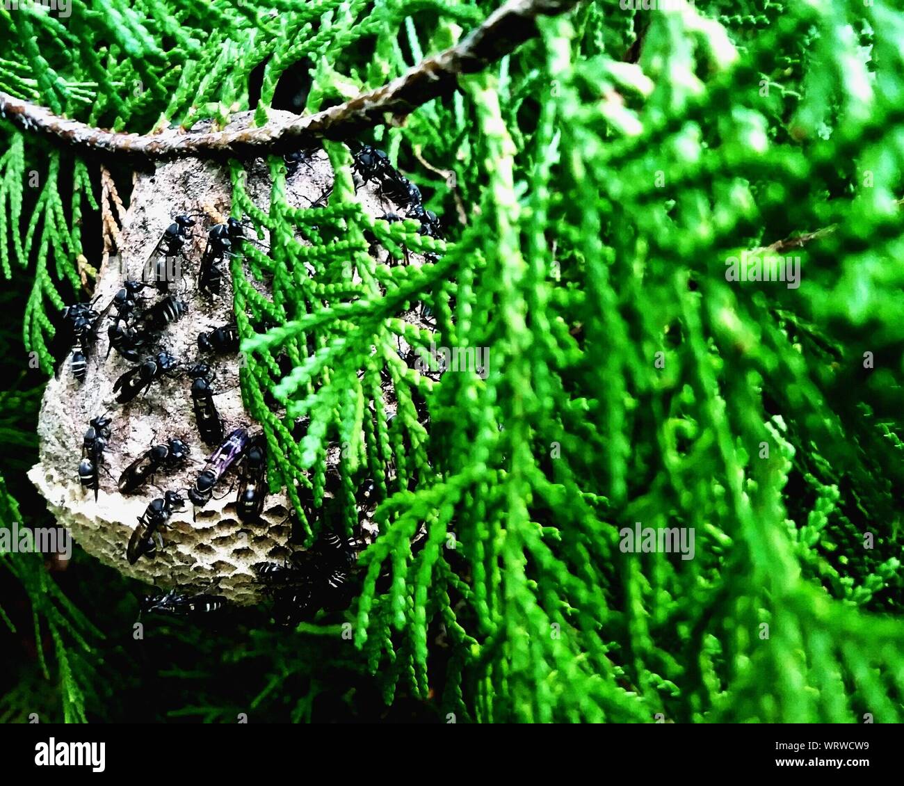 Wasp wasps nest insect hanging hi-res stock photography and images - Alamy