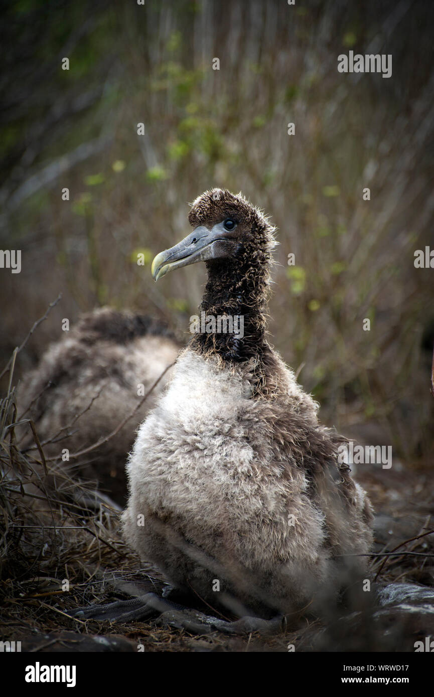Young cormorant hi-res stock photography and images - Alamy