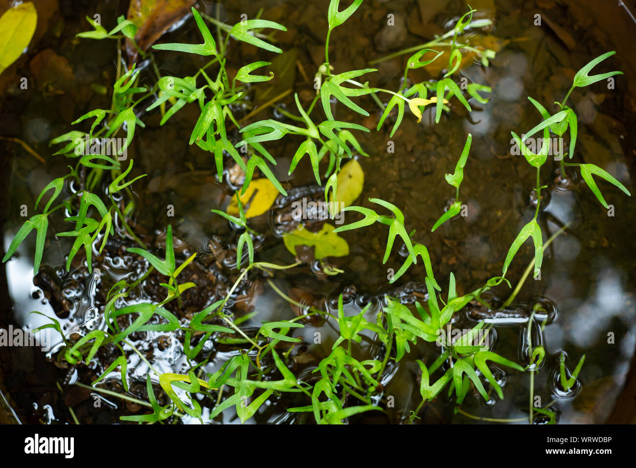 Chinese Water Convolvulus, Water Convolvulus, Swamp Morning Glory ...