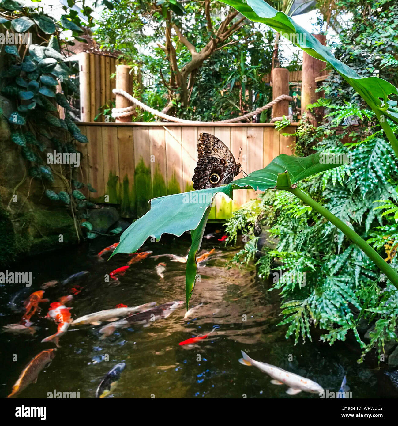 Koi fish butterfly hi-res stock photography and images - Alamy