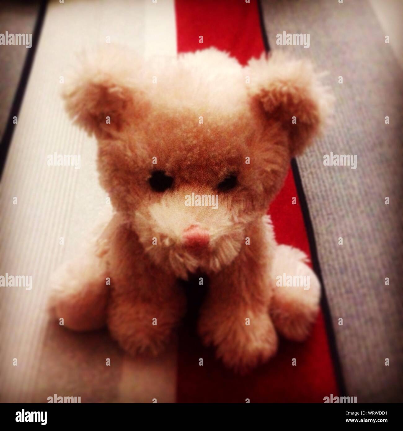 Teddy view hi-res stock photography and images - Alamy
