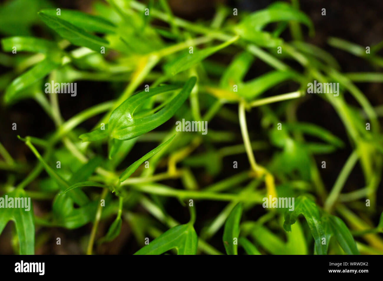 Chinese Water Convolvulus, Water Convolvulus, Swamp Morning Glory ...