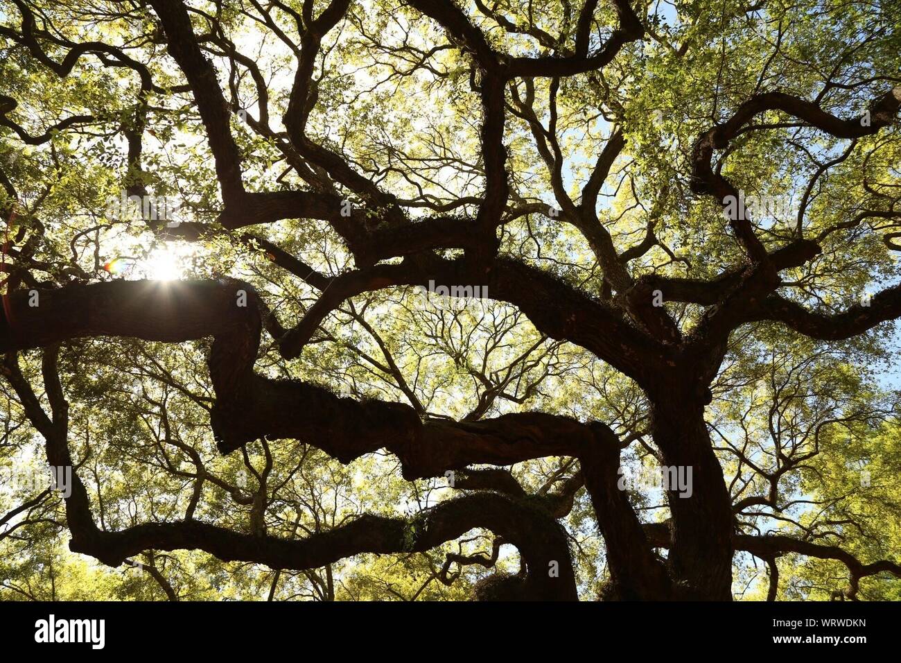 Backlit tree hi-res stock photography and images - Alamy