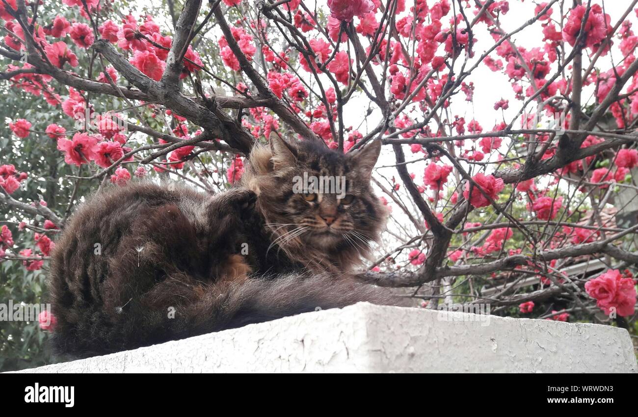 Domestic Cat Cherry Tree High Resolution Stock Photography and Images ...